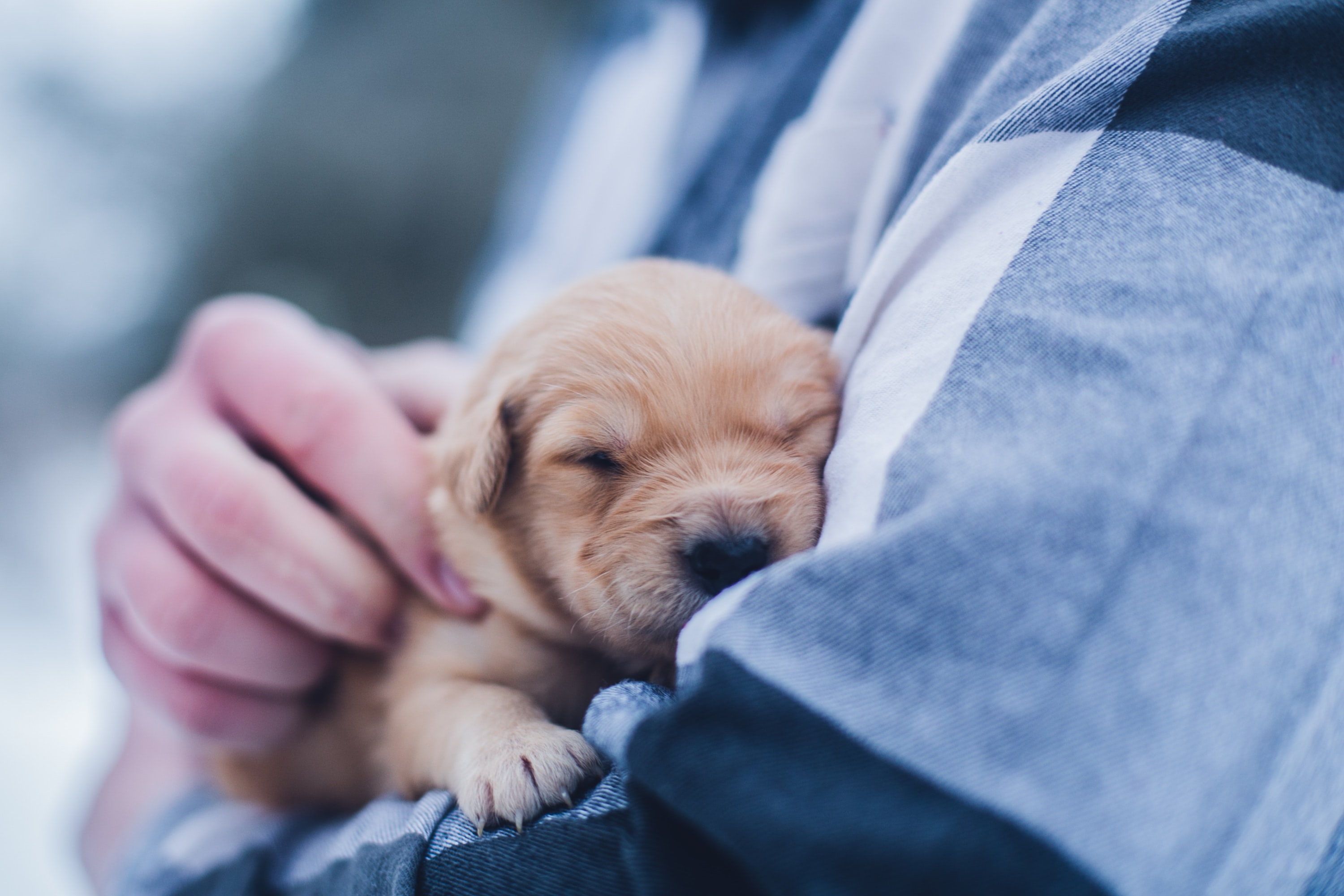 Quels noms de chien sont les plus populaires en France ? | Pawshake Blog